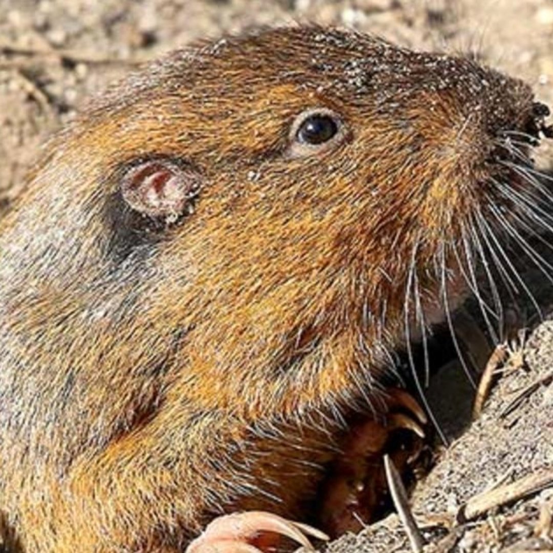 Gopher Trapping – Get Gophers